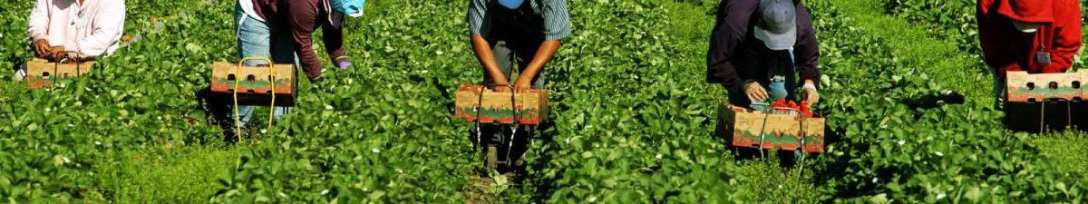 FRESH PRODUCTS PACKAGING – Wellcome to Aypek Automotive Plastic Industry