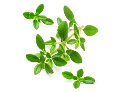 Thyme Fresh Product Packaging – Wellcome to Aypek Automotive Plastic ...